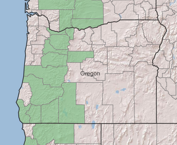 Sedum divergens (Cascade Stonecrop) - SymbiOp Garden Shop