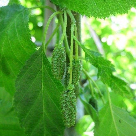 Alnus viridis ssp. sinuata (Sitka Alder) - SymbiOp Garden Shop