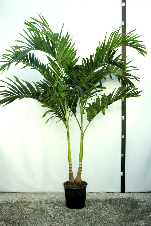 Adonidia merrilli (Christmas Palm) - SymbiOp Garden Shop