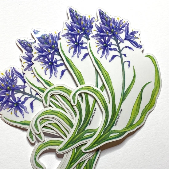 Camas Flower Sticker - SymbiOp Garden Shop