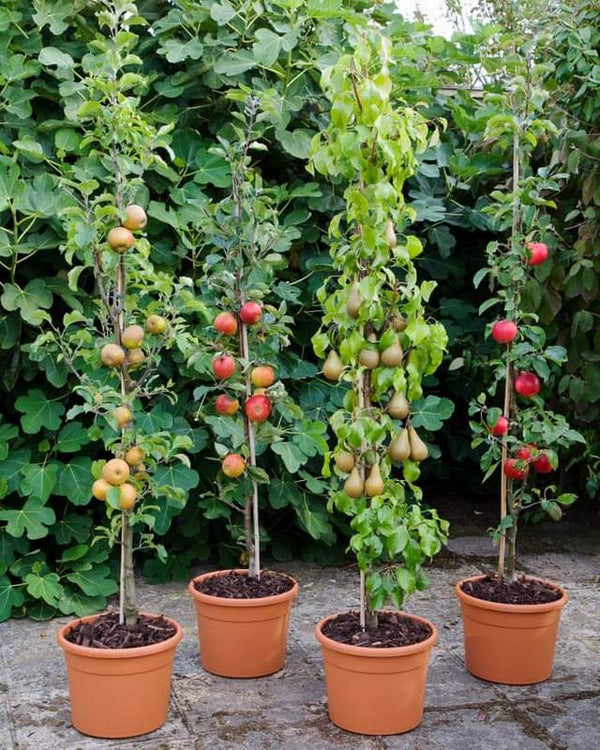 Apple Columnar 'Scarlet Sentinel' (Malus domestica) - SymbiOp Garden Shop