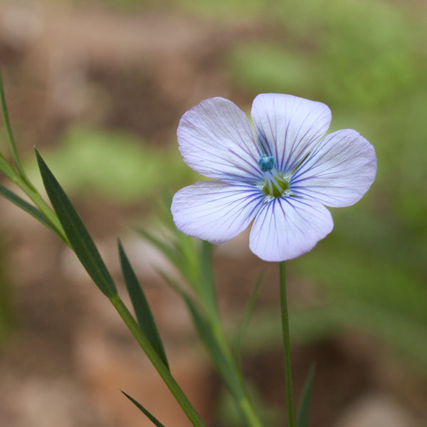 Linum lewisii (Prairie Flax) - SymbiOp Garden Shop