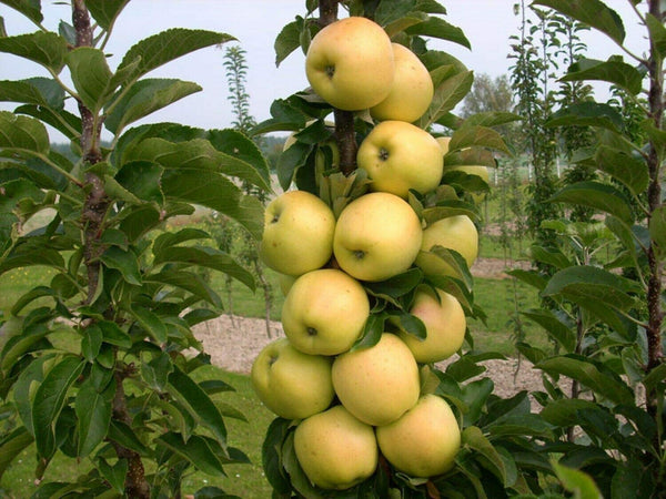 Apple Columnar 'Golden Sentinel' (Malus domsetica) - SymbiOp Garden Shop