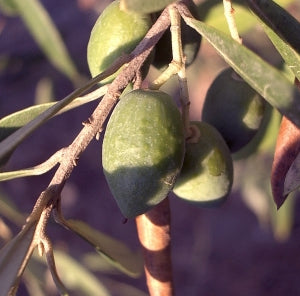Olive 'Seascape' (Olea europea) - SymbiOp Garden Shop