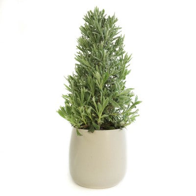 Lavander Cone (Lavendula) - SymbiOp Garden Shop