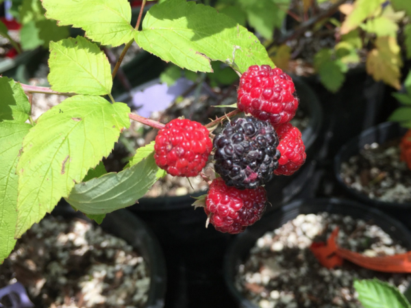 Raspberry 'Munger' (Rubus occidentalis) - SymbiOp Garden Shop