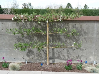 Espalier Combination Apple Tree (Malus sp) - SymbiOp Garden Shop