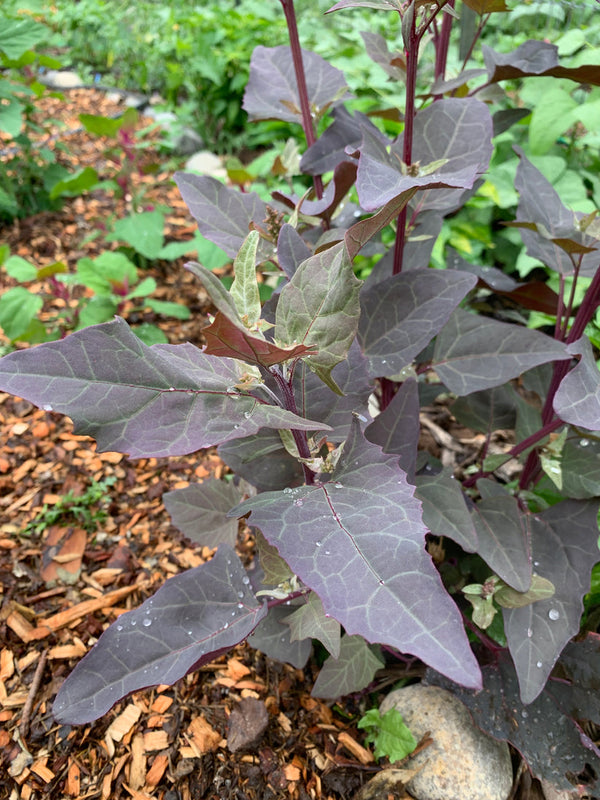 Orach, Purple (Atriplex hortensis) - Seed RS - SymbiOp Garden Shop