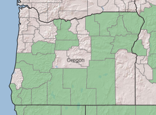 Allium validum (Pacific Onion) - SymbiOp Garden Shop