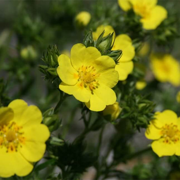 Potentilla gracilis (Slender Cinquefoil) Seed Packet WW - SymbiOp ...